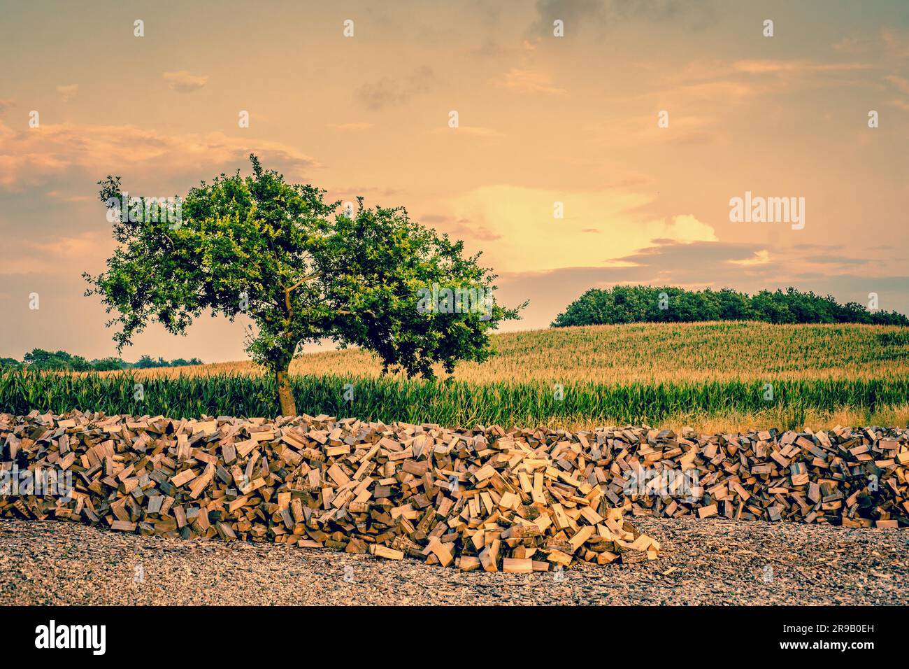 Beautiful tree growing from a pile of wood Stock Photo - Alamy