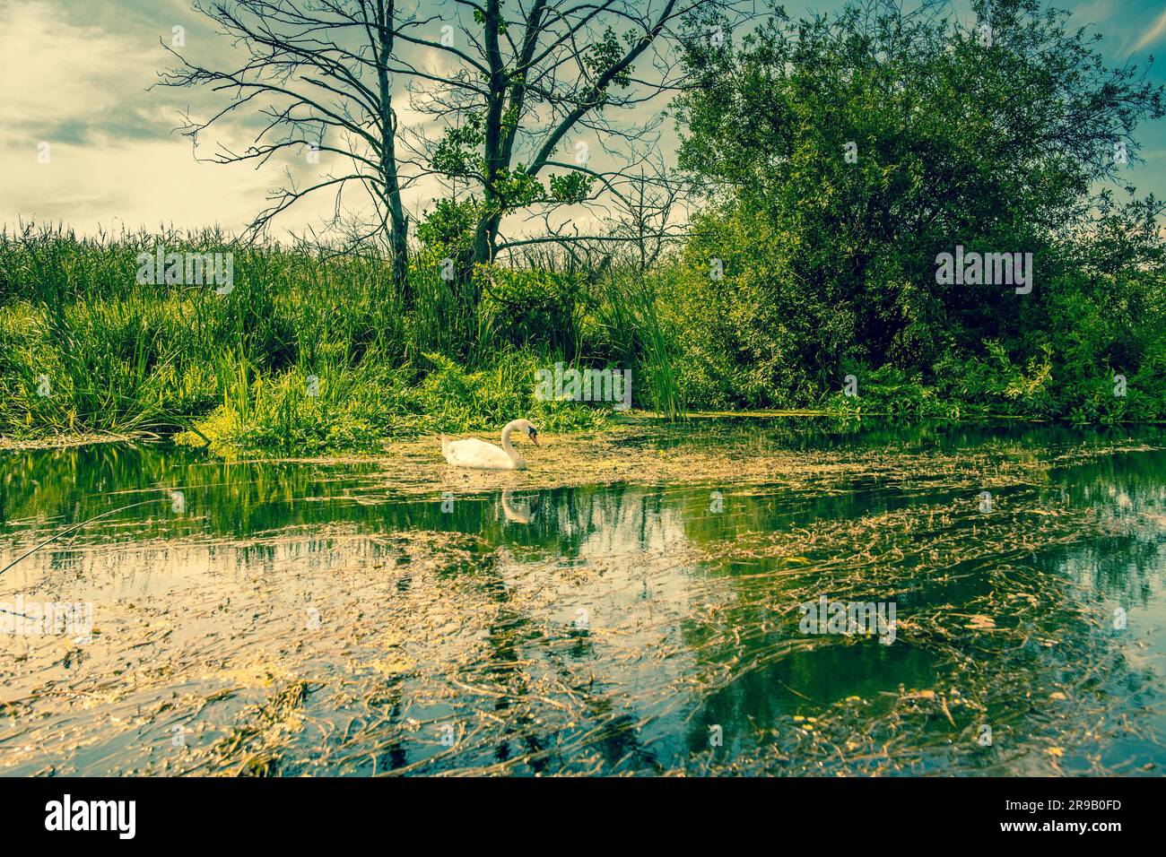 High resolution photo in best quality Stock Photo - Alamy