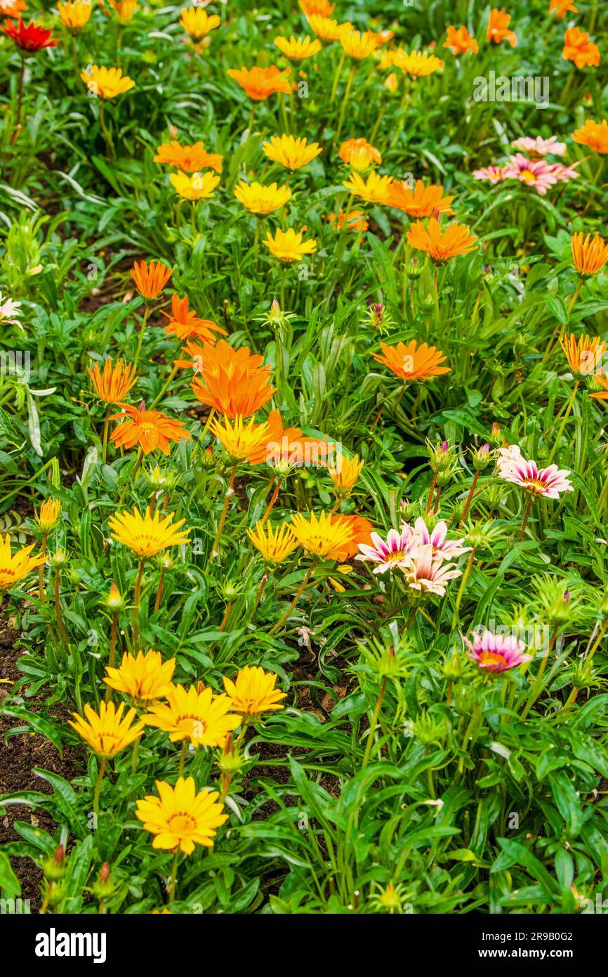 Summer_flowers hi-res stock photography and images - Alamy