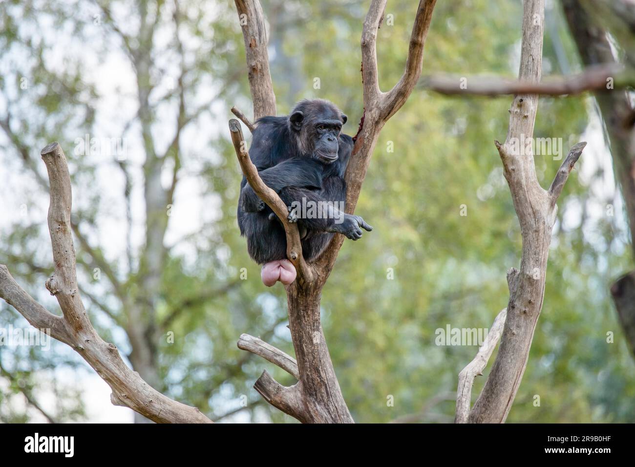 Bored chimpanzee in a tree in the zoo Stock Photo - Alamy