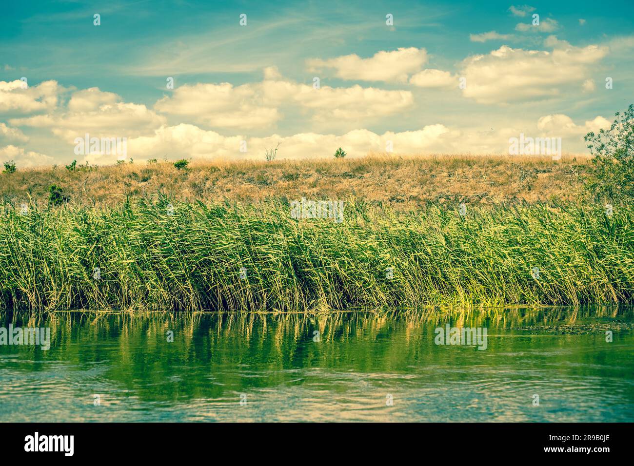 Green rushes between lake and fields Stock Photo - Alamy