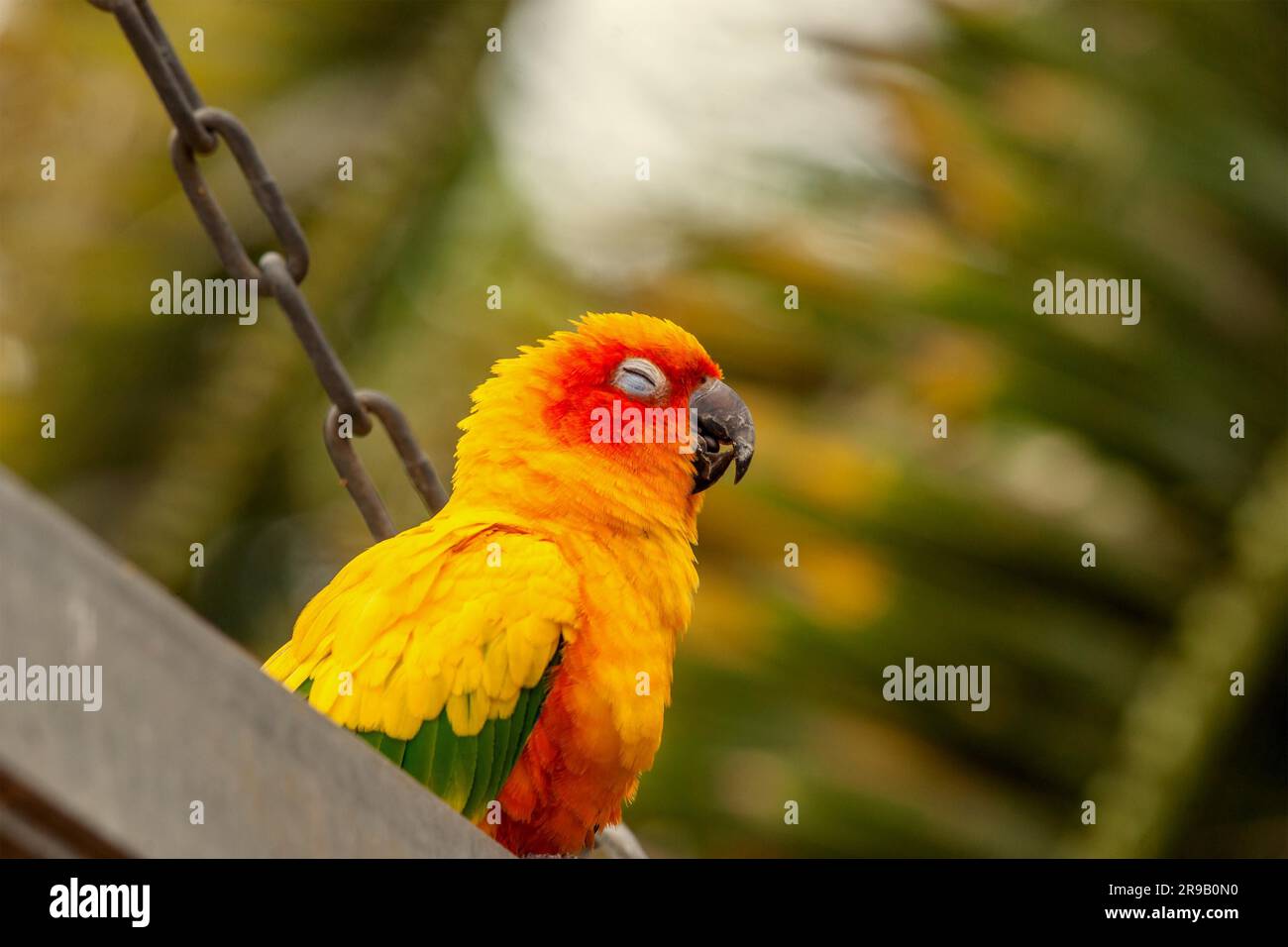 Cute Sun Conure parrot on a playground Stock Photo - Alamy