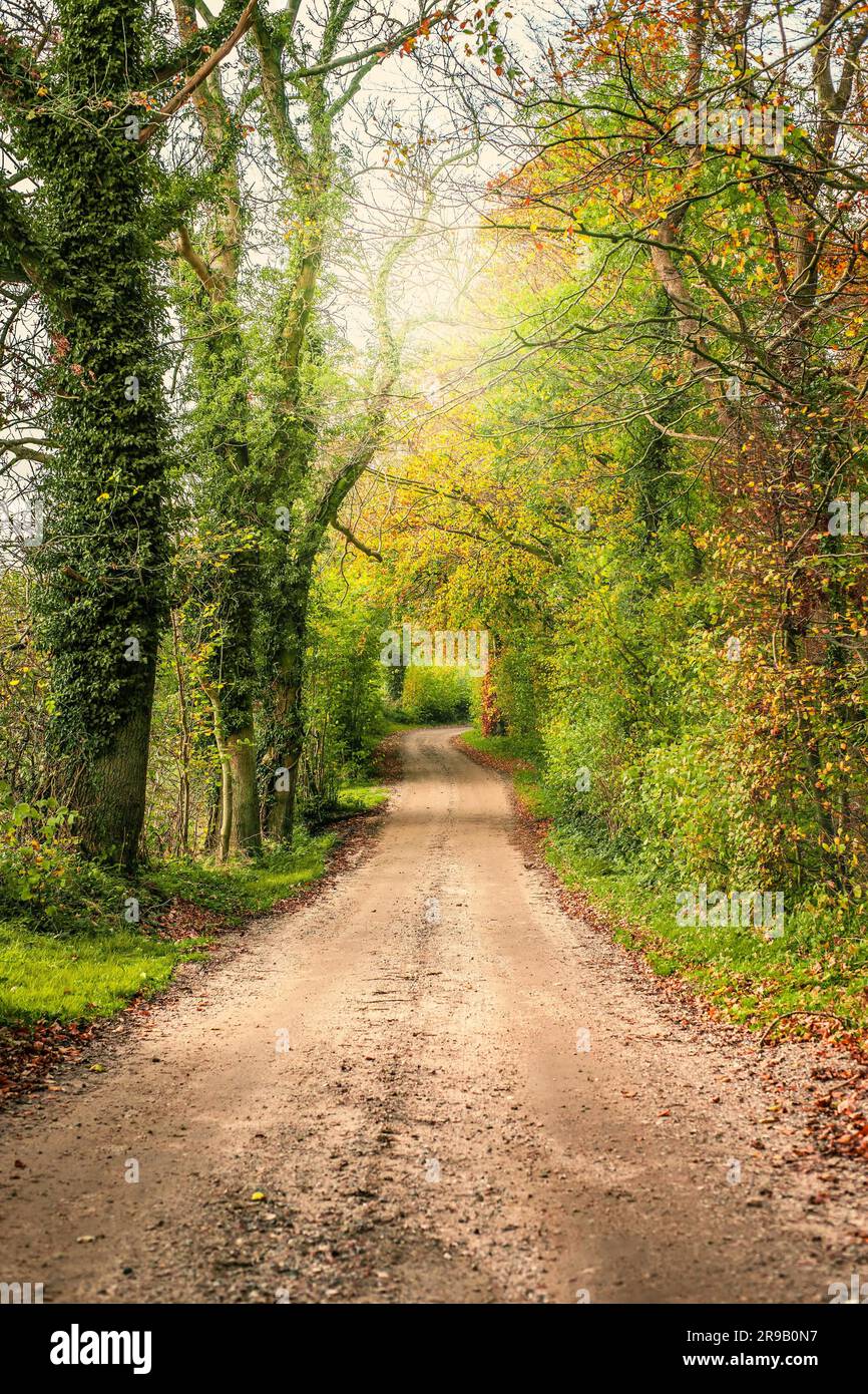 Nature path surrounded by trees and bush Stock Photo - Alamy
