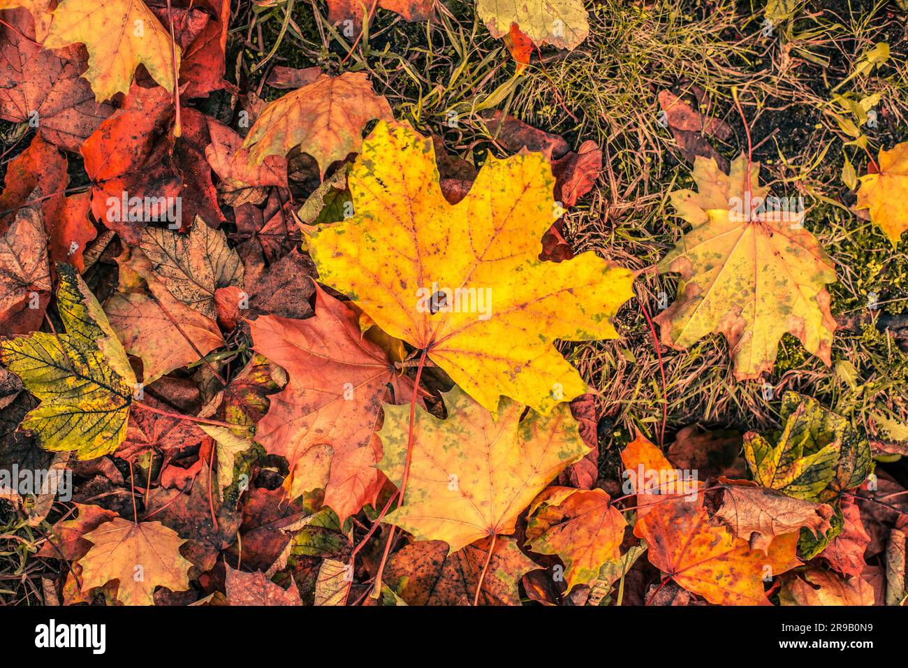 Colorful autumn leaves on the ground Stock Photo - Alamy