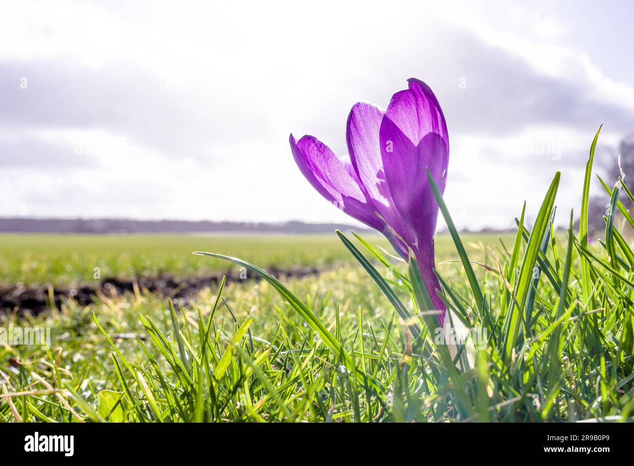Crocus in sunlight hi-res stock photography and images - Alamy