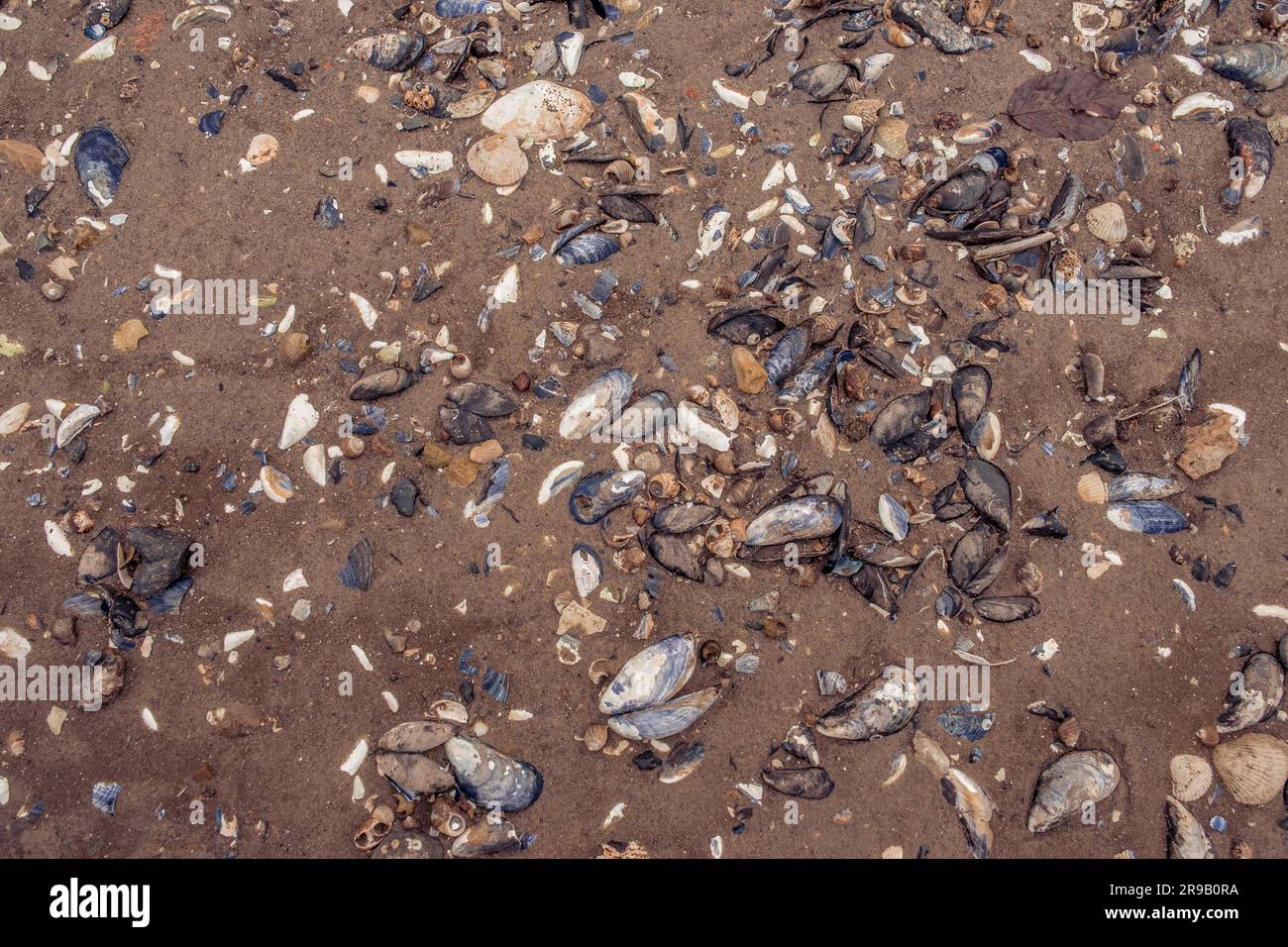 Many clam shells on a sand beach Stock Photo - Alamy