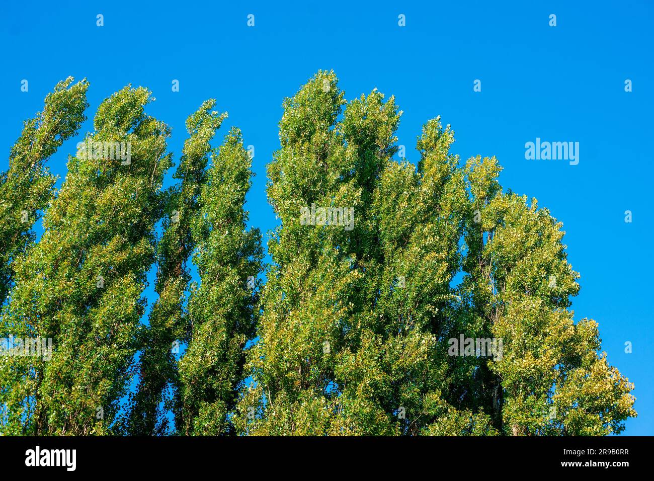 Tall green trees isolated on blue Stock Photo - Alamy