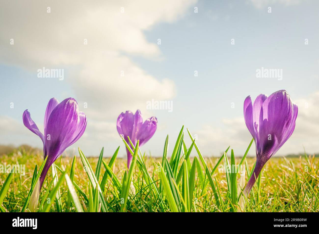Row of flowers hi-res stock photography and images - Alamy