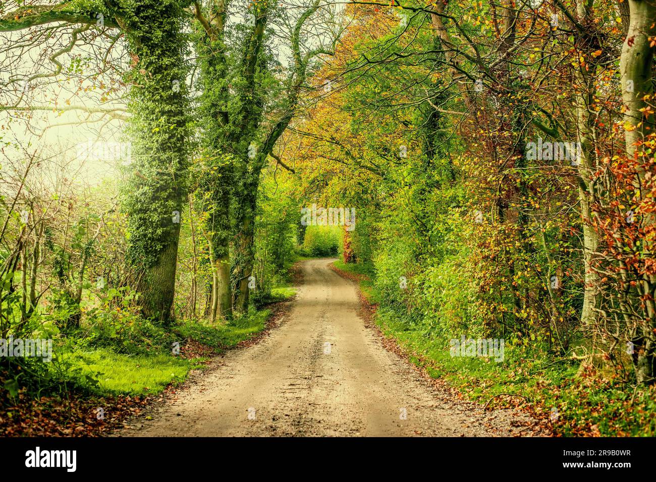 Nature path surrounded by trees and bush Stock Photo - Alamy