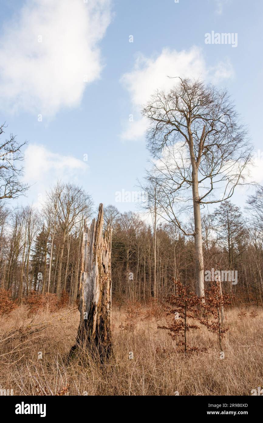 Danish trees hi-res stock photography and images - Alamy