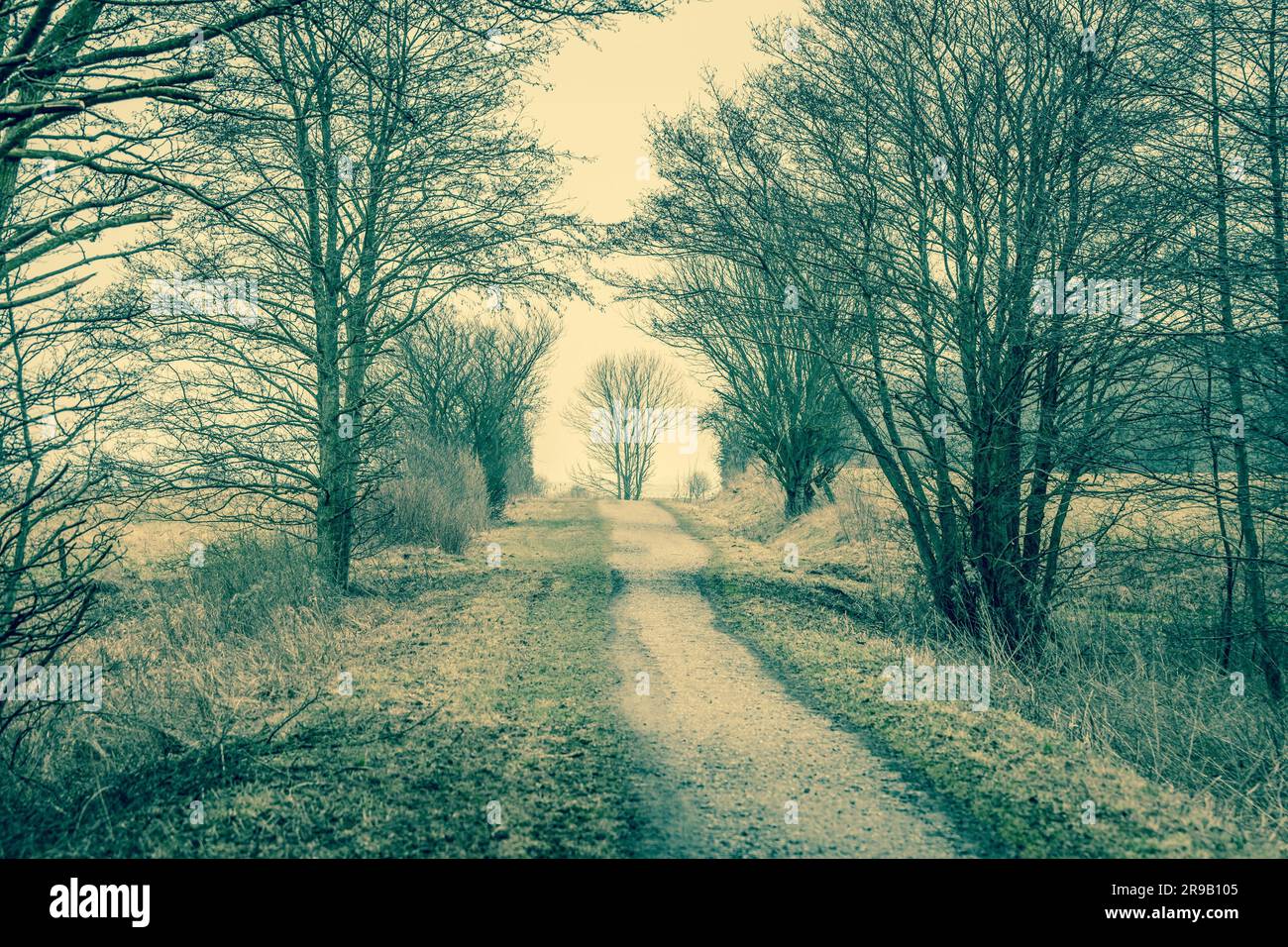 Tree trees bush bushes hi-res stock photography and images - Alamy