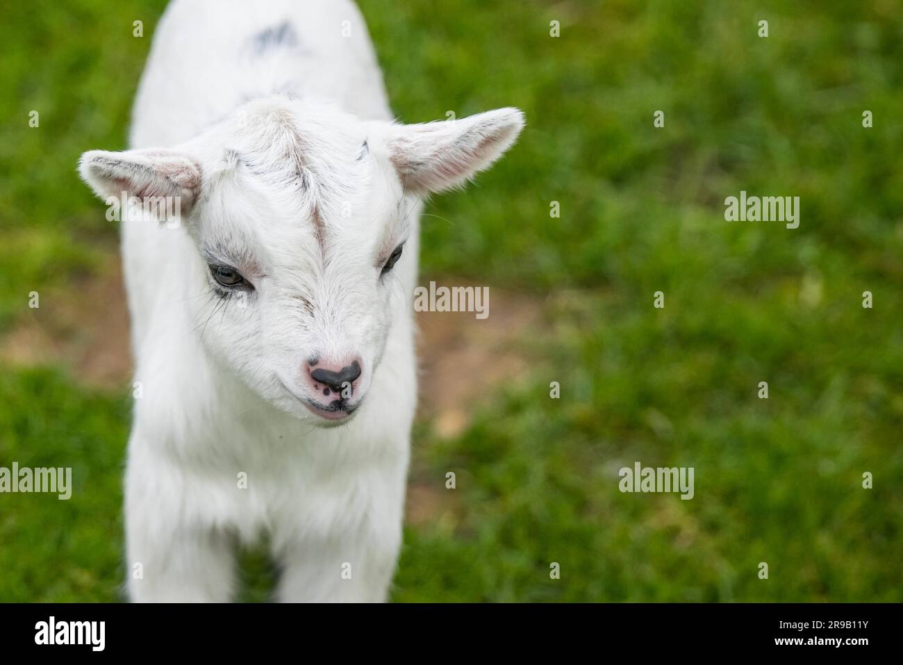 Kid goat spring hi-res stock photography and images - Alamy