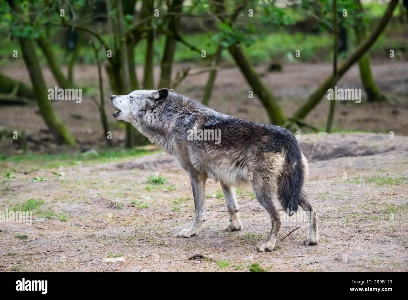 Wild wolf howling in a forest at daytime Stock Photo - Alamy