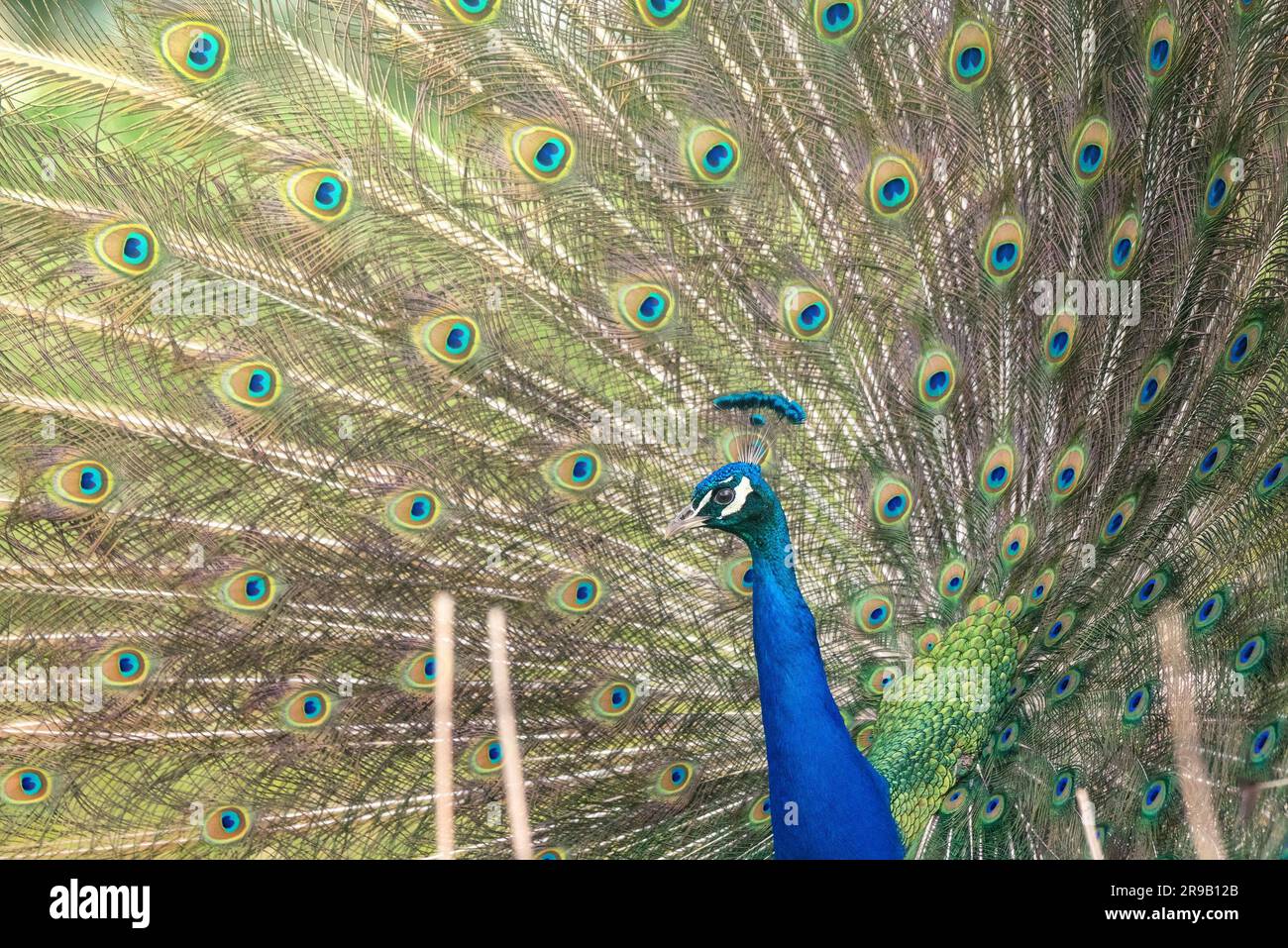 Blue peacock with beautiful open feathers Stock Photo - Alamy
