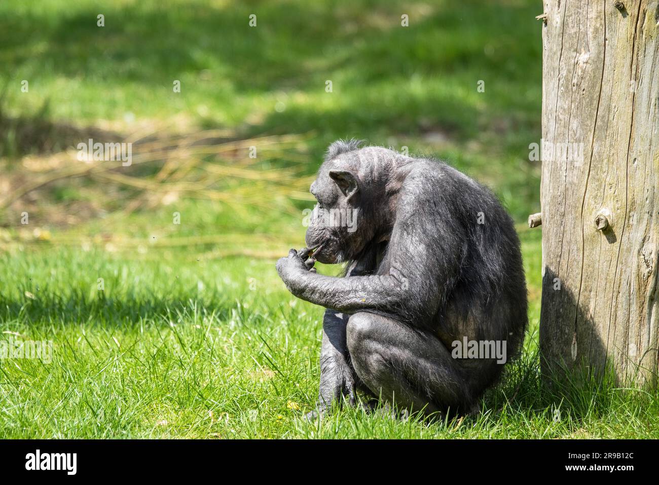 Black old chimp eating food on green grass Stock Photo - Alamy
