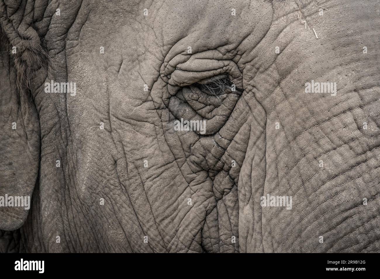 Detail of the elephant hi-res stock photography and images - Alamy