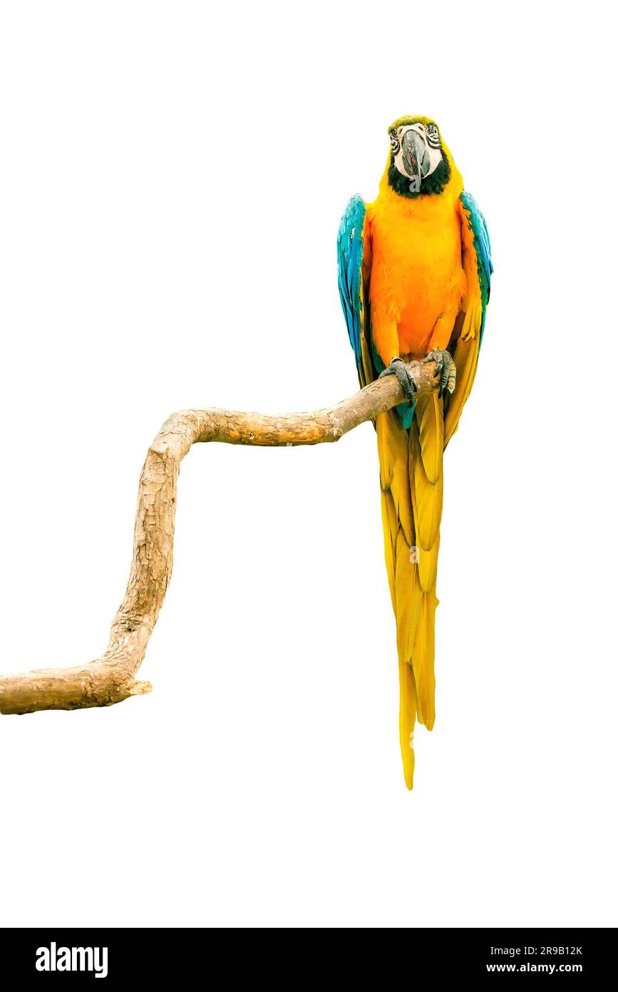 Macaw Cut Out Stock Images & Pictures - Alamy