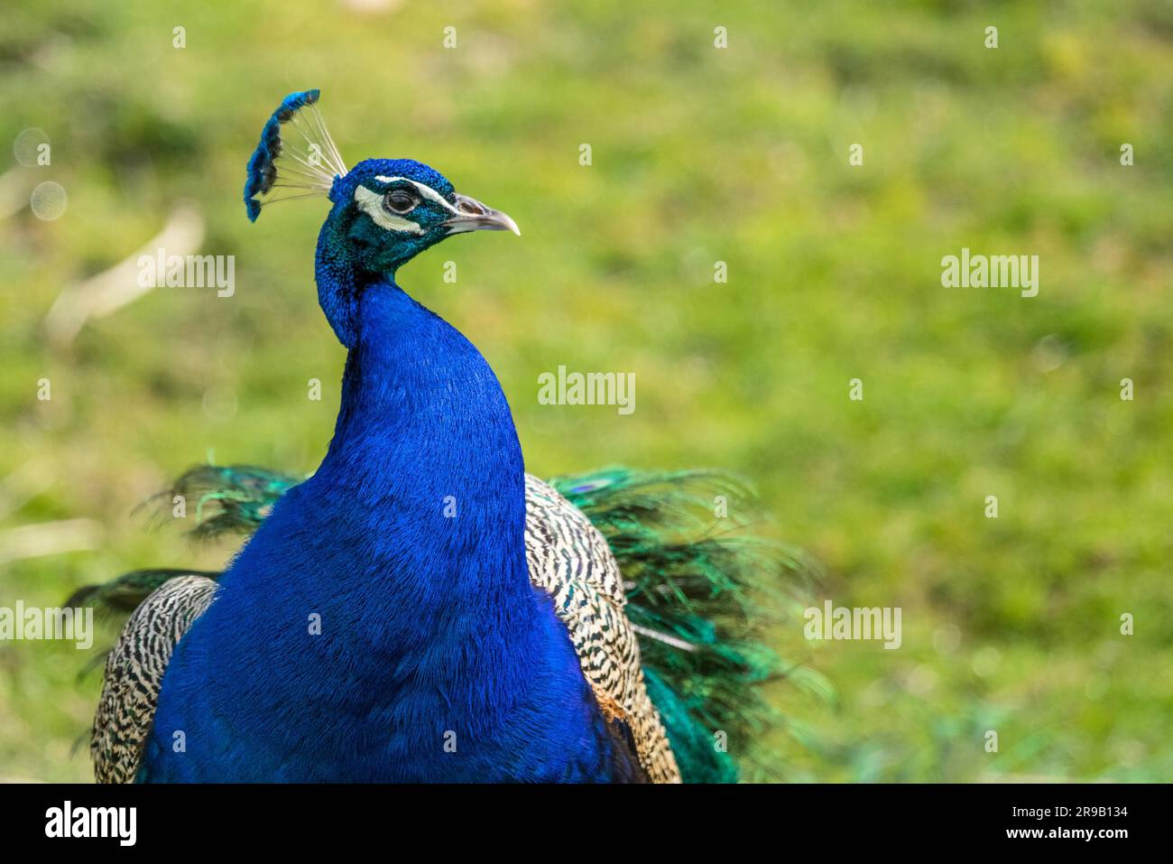 Blue green peacock colored hi-res stock photography and images - Alamy
