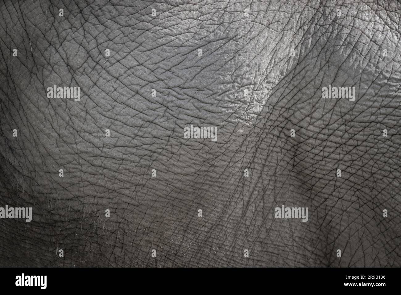 Close-up photo of elephant skin background in grey color Stock Photo ...