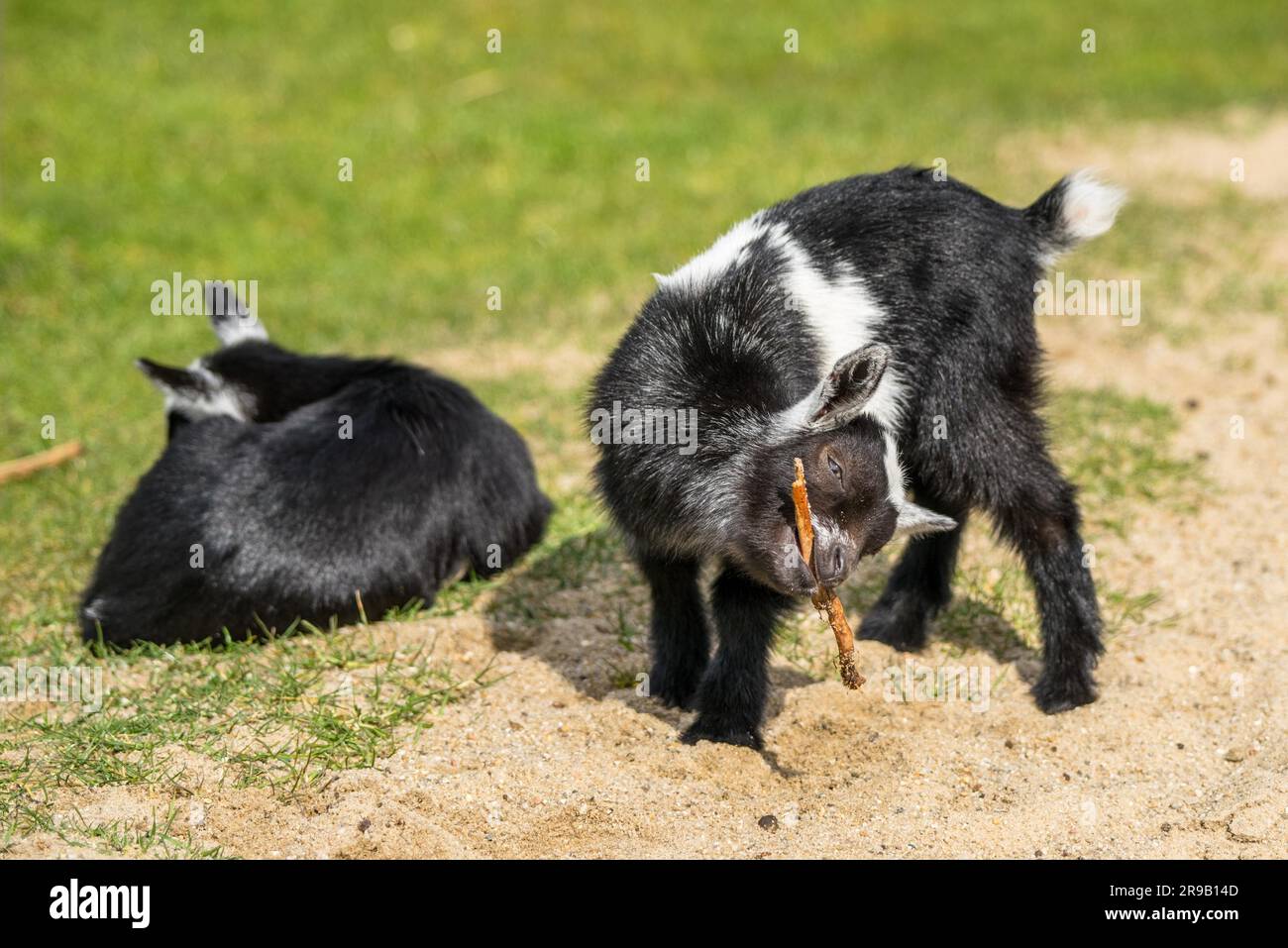 Cute goat kids on a green field in the spring Stock Photo - Alamy