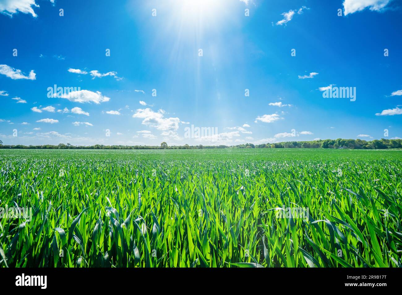 Sunny weather hi-res stock photography and images - Alamy