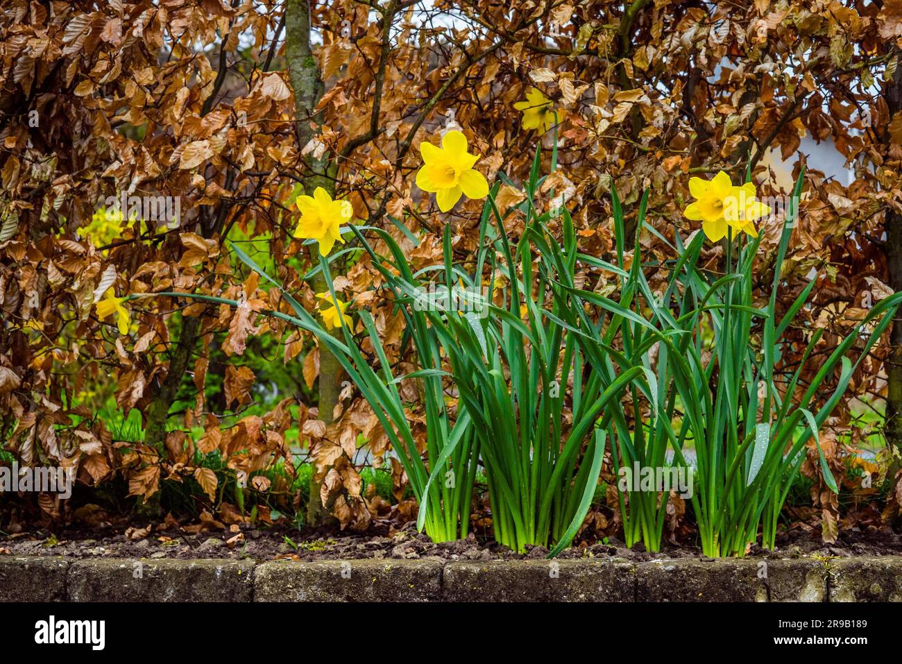 Yellow daffodils in the rain hi-res stock photography and images - Alamy