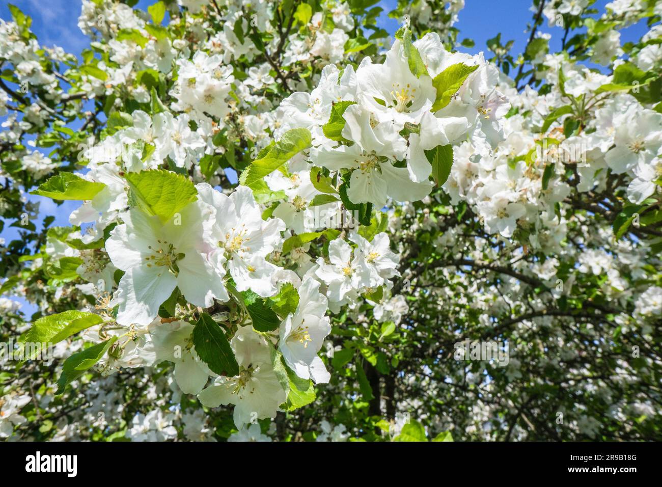 White cherry tree hi-res stock photography and images - Alamy