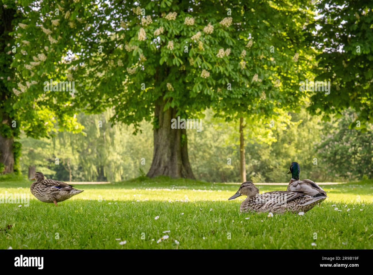 Relaxed duck hi-res stock photography and images - Alamy