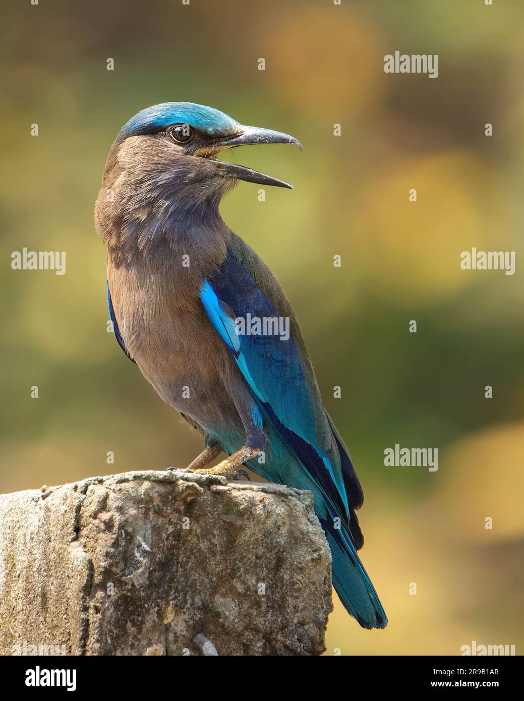 An Indo-Chinese Roller bird sitting atop a rocky perch, its beak open ...