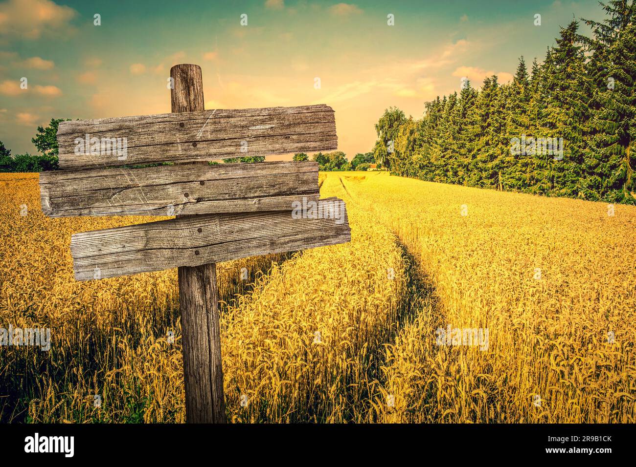 Golden crop field scenery with tire tracks Stock Photo - Alamy