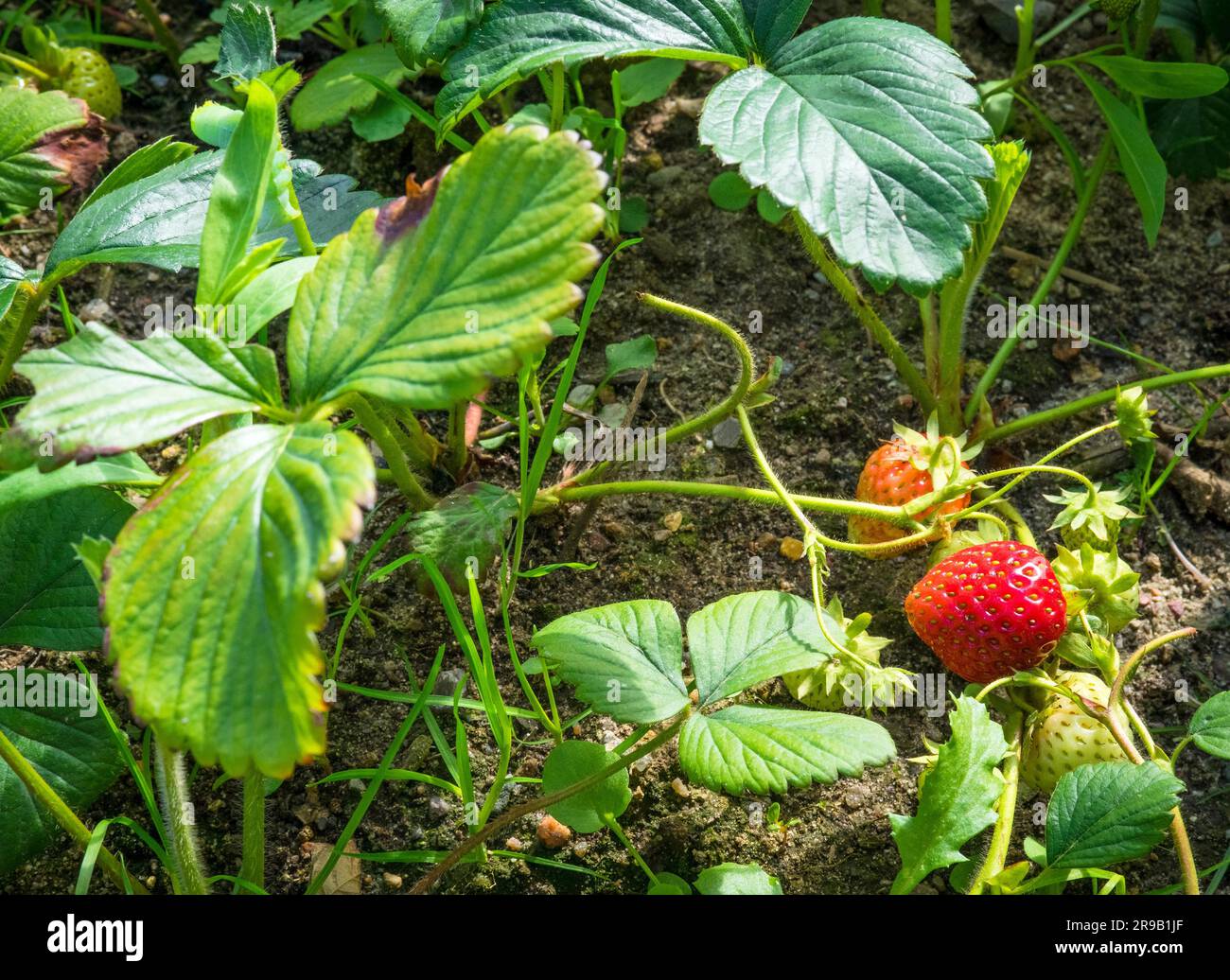 Strawberry plants with a single red berry Stock Photo - Alamy