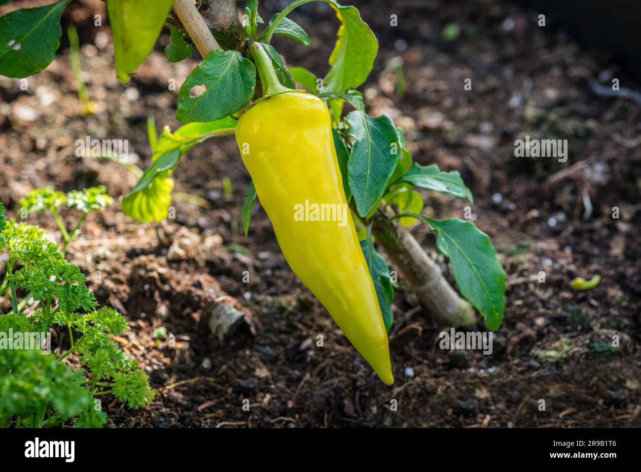 Spicy chili in green color in the garden Stock Photo - Alamy