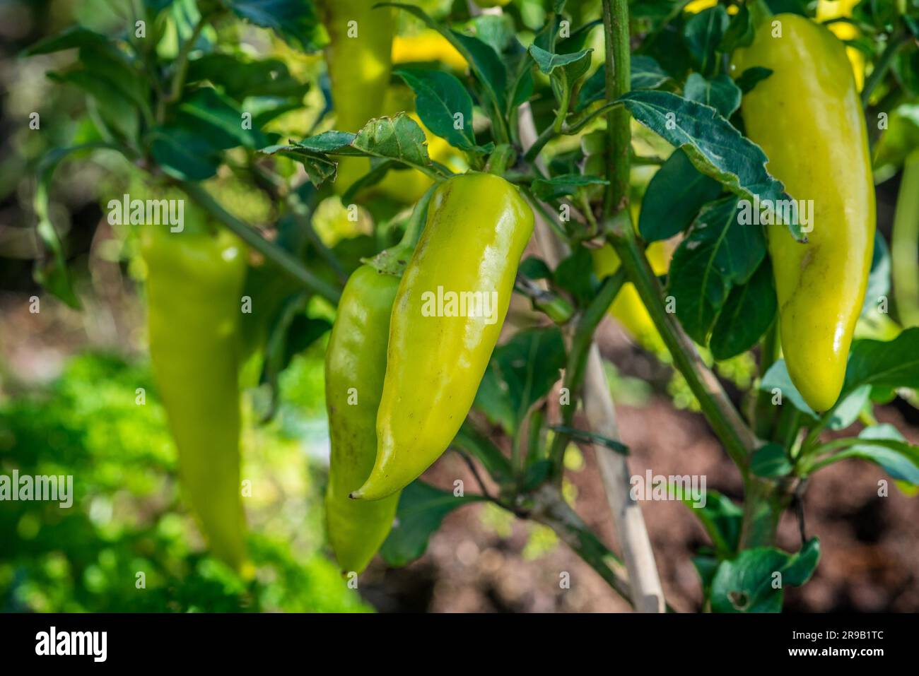 Green chili shot hi-res stock photography and images - Alamy