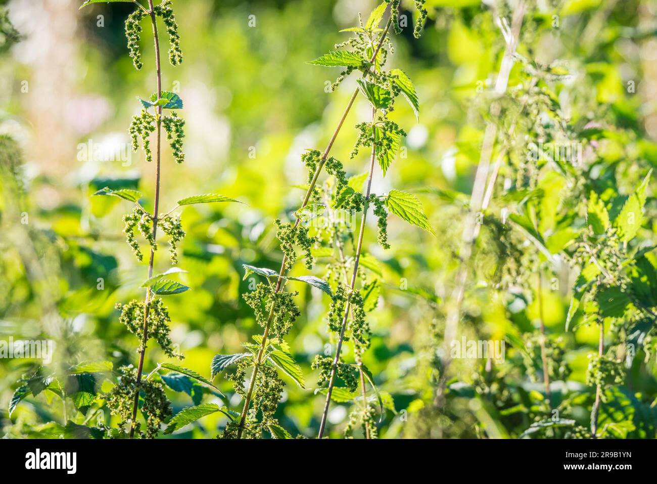 Nettle plants in wild nature in green colors Stock Photo - Alamy