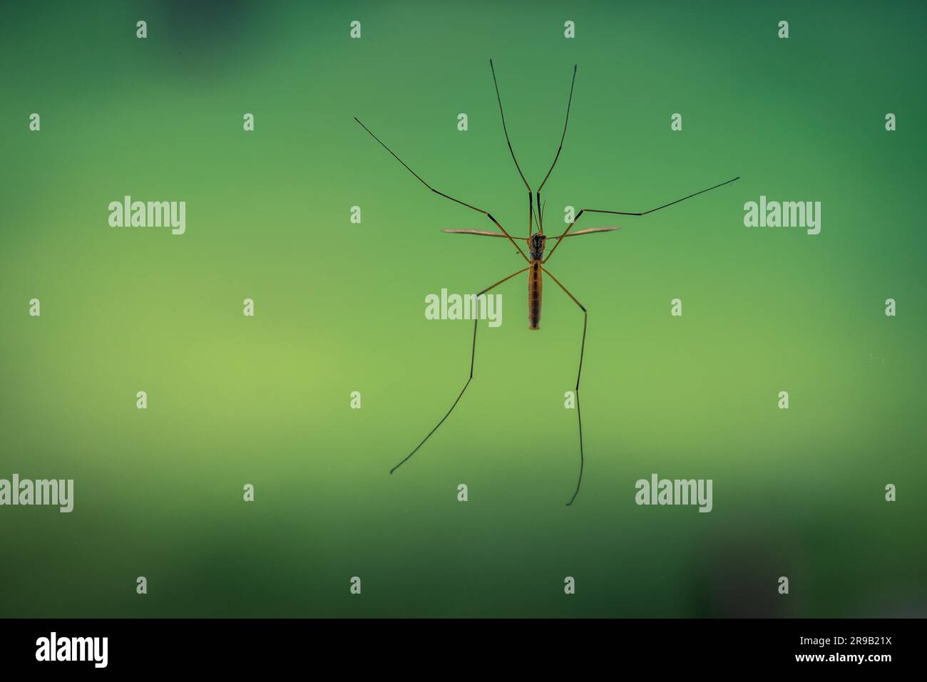 Large crane fly on a bright green background Stock Photo - Alamy