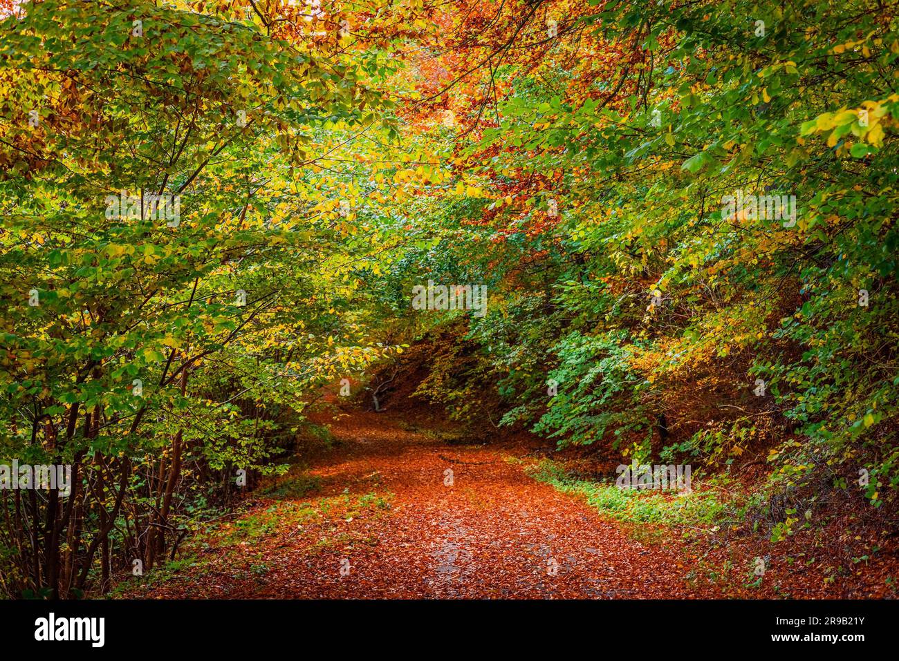 Autumn leaves on the forest floor in the fall Stock Photo - Alamy