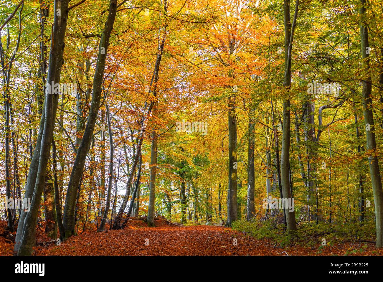 Colorful trees autumnal forest hi-res stock photography and images - Alamy