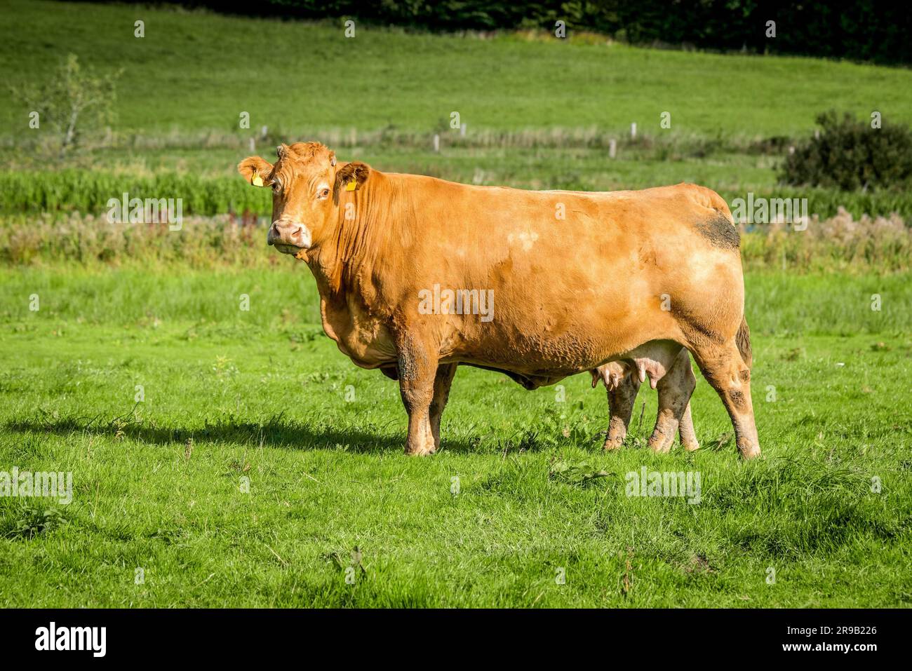 Big cow hi-res stock photography and images - Alamy
