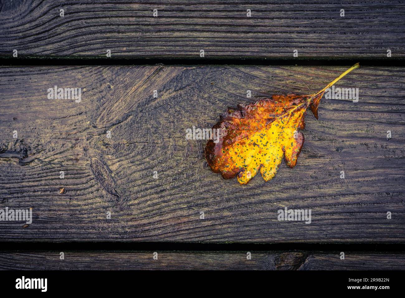 Discoloration patterns hi-res stock photography and images - Alamy