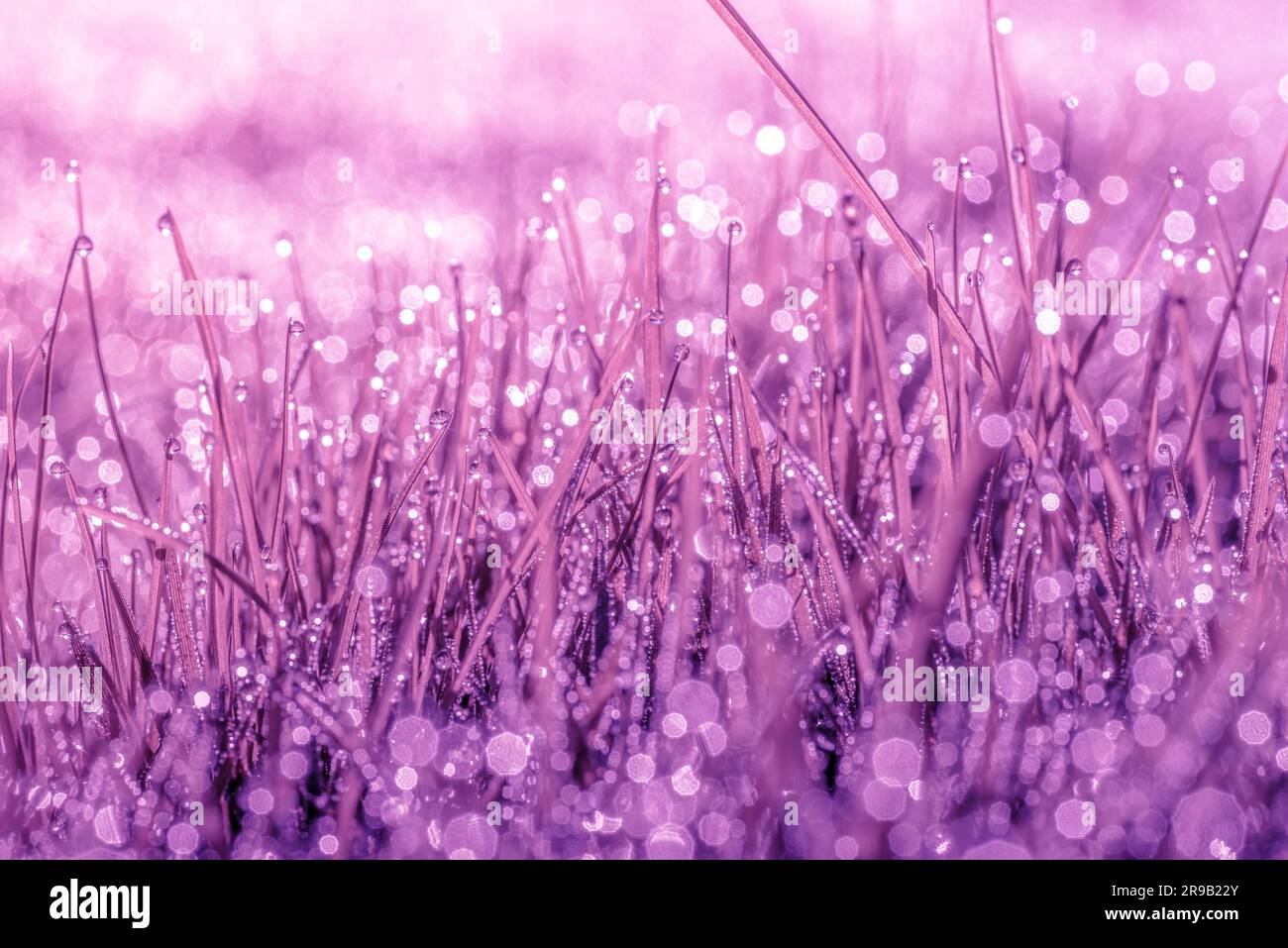Magical nature in violet color with dew on grass Stock Photo - Alamy