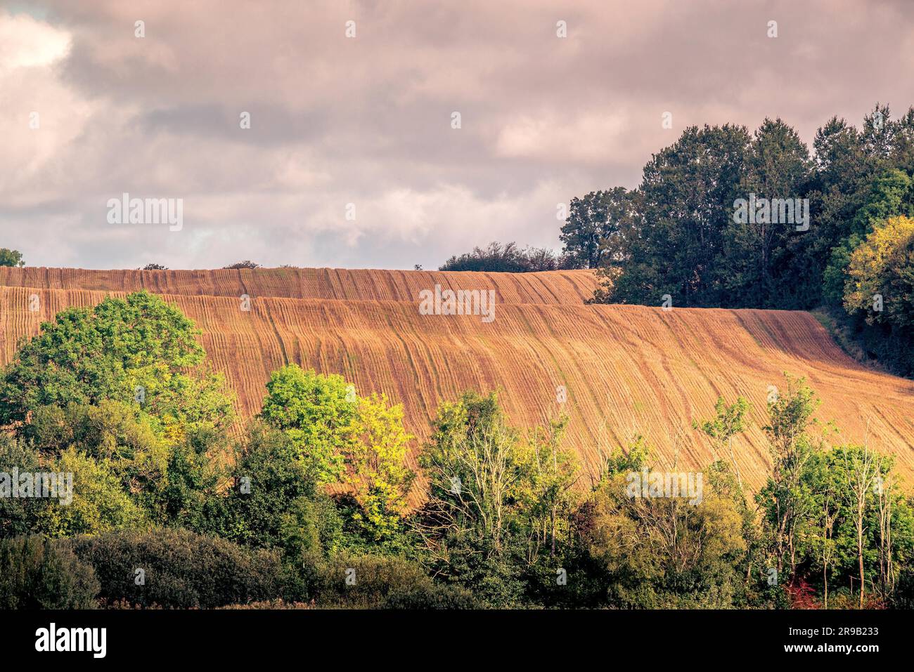 Harvested hillside fields with green trees in the summer Stock Photo ...