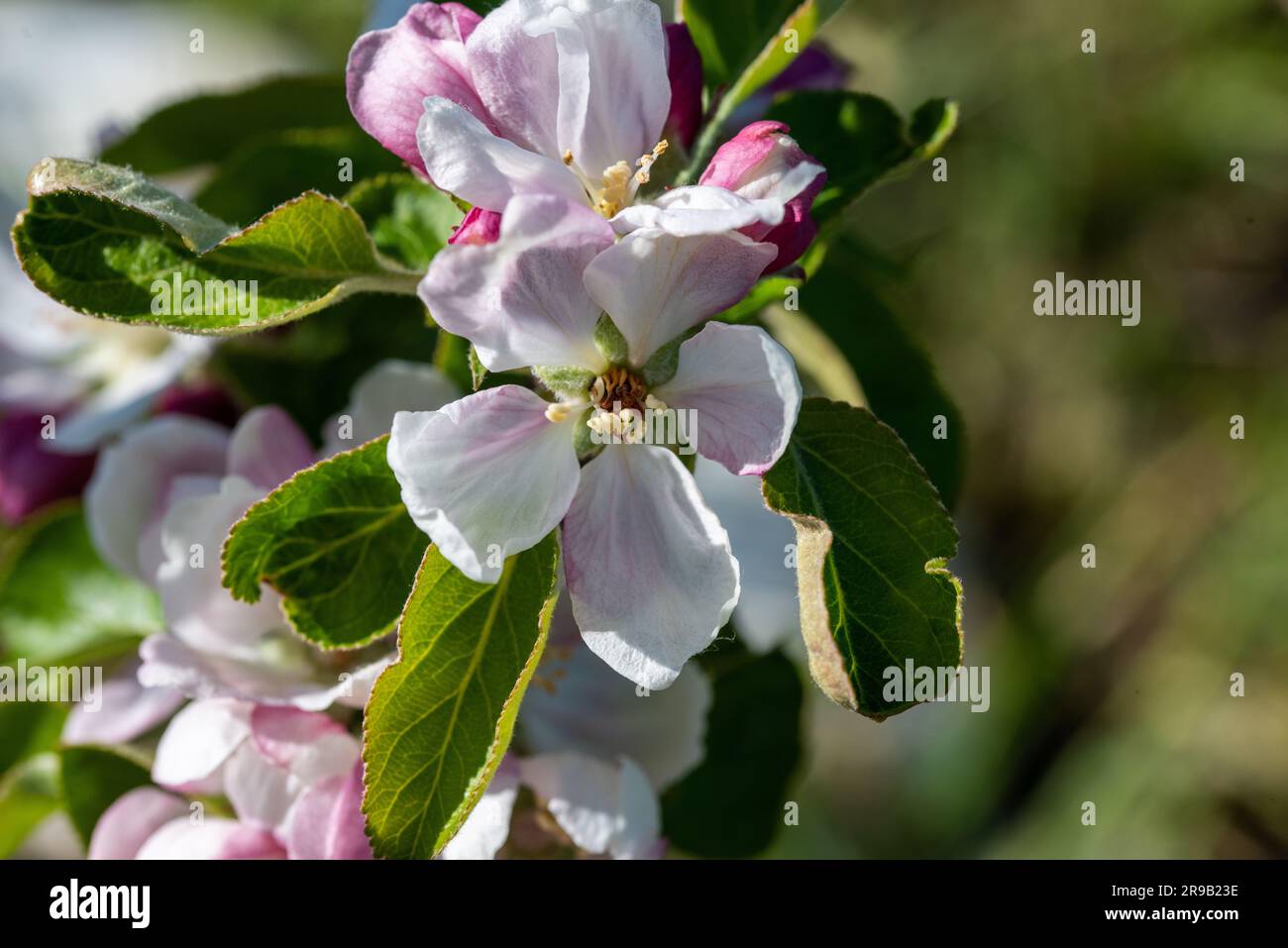 A single apple blossom seen in full bloom on a tree branch in a vibrant ...