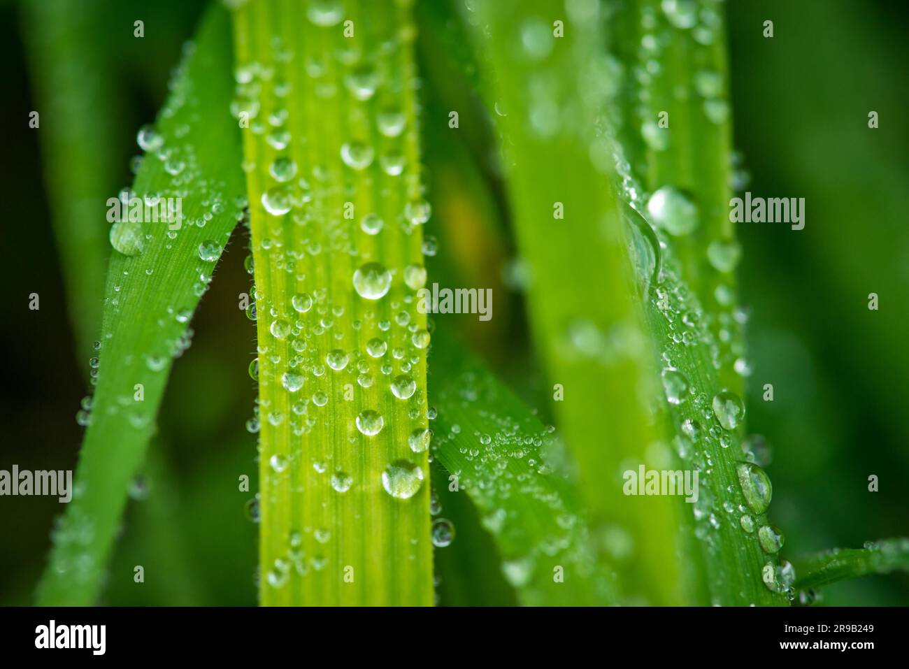 Grass after the rain hi-res stock photography and images - Alamy