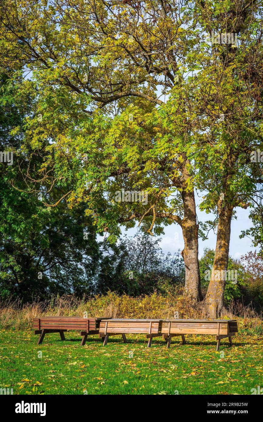 Tree and benches hi-res stock photography and images - Alamy
