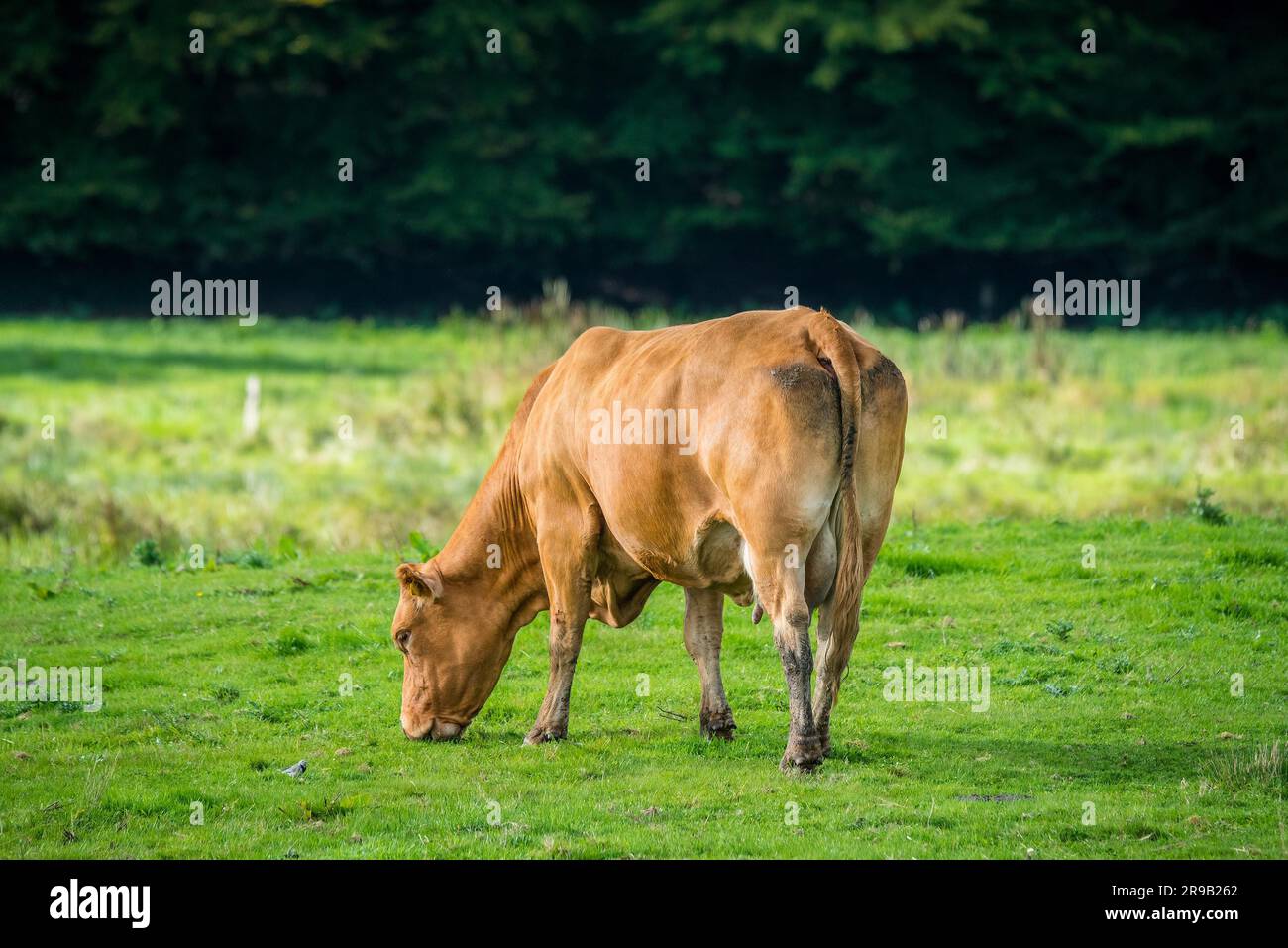 Cattle farming in the summer hi-res stock photography and images - Alamy