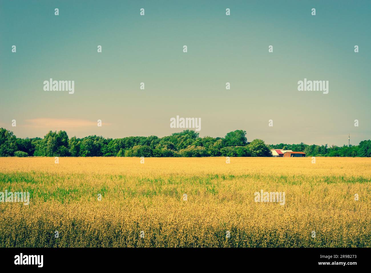 Golden crops on a field with a barn in the summer Stock Photo - Alamy