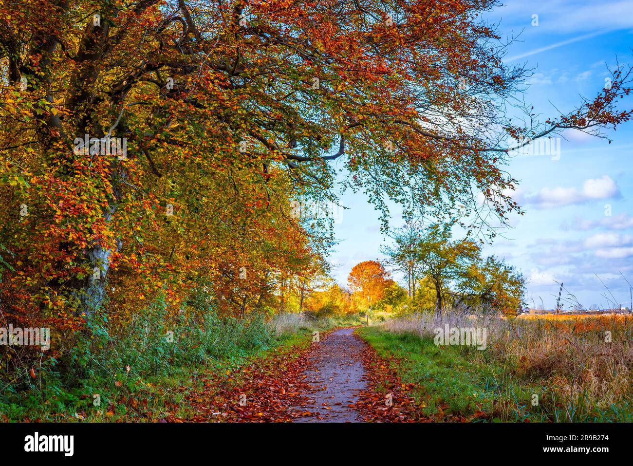 Nature path in the fall with colorful trees Stock Photo - Alamy