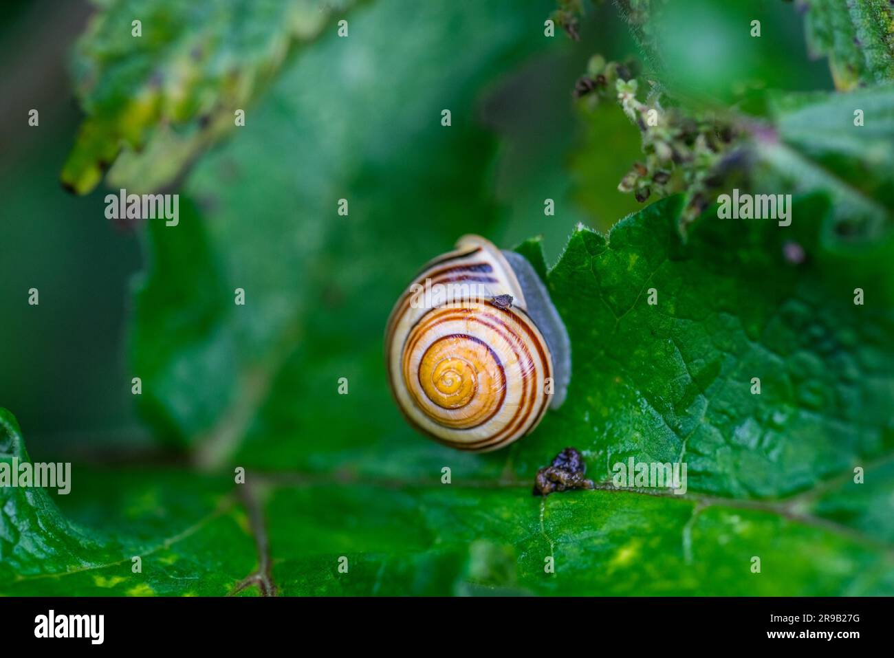 Common snail hiding on a green leaf Stock Photo - Alamy