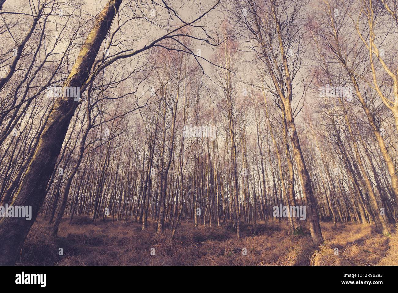 Birch trees without leaves in the forest at autumn Stock Photo - Alamy