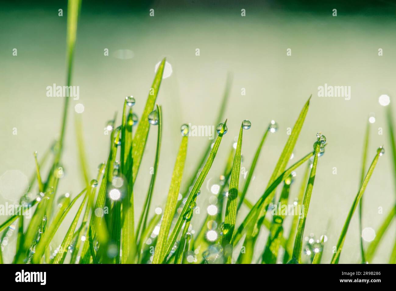Wet water color hi-res stock photography and images - Alamy